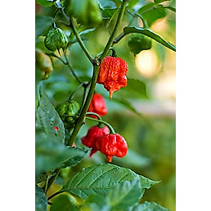 Carolina Reaper HP22B Pepper Premium Seed Packet Record Hottest in The World + More