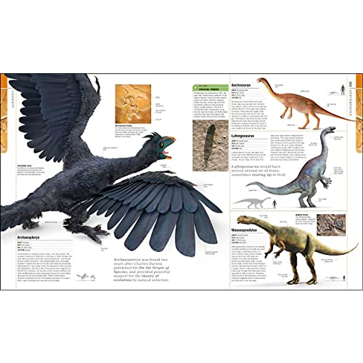 Dinosaurs and Prehistoric Life: The Definitive Visual Guide to Prehistoric Animals (DK Definitive Visual Encyclopedias)