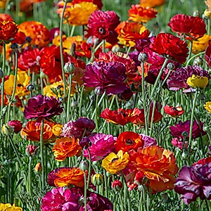 Ranunculus Bulbs - Passion Mix - 100 Bulbs - Mixed Flower Bulbs, Corm Attracts Bees, Attracts Pollinators, Easy to Grow & Maintain, Fragrant, Container Garden