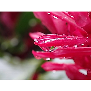 Stylus Tough TG-2 - Digital Camera - red