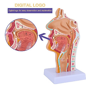 LVCHEN Human Nasal Cavity Throat Anatomy Medical Model - Human Anatomical Pharynx Larynx Model for Medical Students Study Display Teaching Medical Model