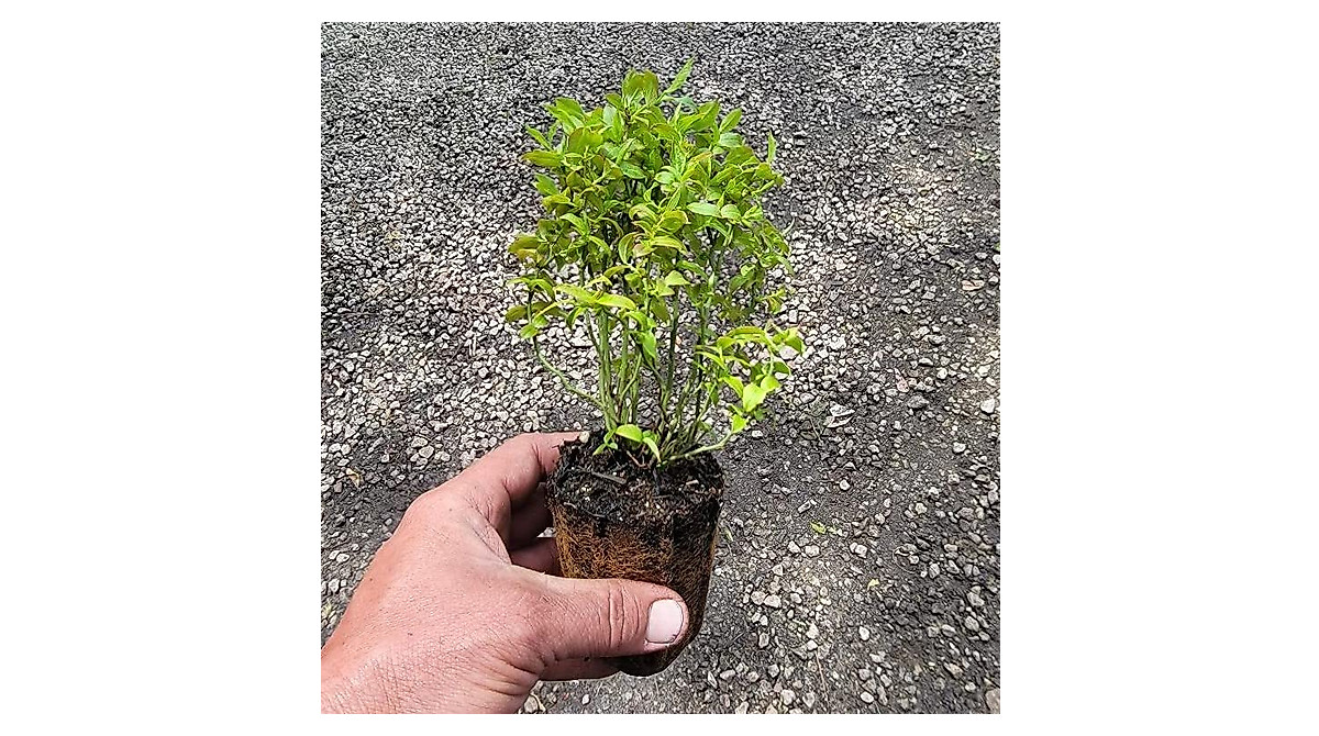 Top Hat Dwarf Blueberry Starter Plant - Cold Hardy Shrub