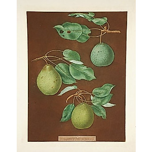 [Pears] Easter Bergamot Pear, Tarlington Pear