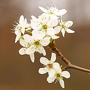 Brighter Blooms - Dwarf Yellow Delicious Apple Trees, 5-6 ft. - One of The Country’s Most Popular Apples - No Shipping to AZ, ID, OR, or CA