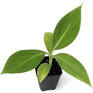 Oldworldtropicals Musa 'Dwarf' Banana Trees Live Cold Hardy Tropical Plant