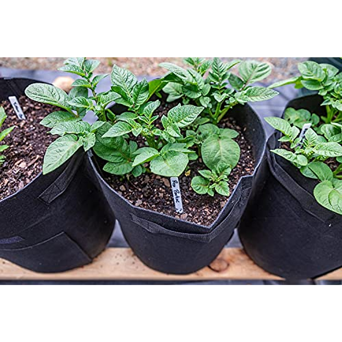 Gardzen 6 Pack BPA-Free 10 Gallon Vegetable Grow Bags with Access Flap and Handles, Suitable for Planting Potato, Taro, Beets, Carrots, Onions, Peanut