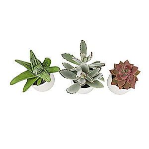 Live Succulents in White Planter Pots (3 PK), Live Succulent Plants Live Plants in Succulent Pots, Mini Succulents Plants Live Unique Gardening Gifts for Plant Lovers, Plant Gifts by Plants for Pets