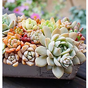 Horticultural Pumice for Plants by Doter 1 QT, Soil Amendment for Bonsai and Cactus Plants