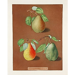 [Pears] Brown Pear; Golden Pear; Colmar Pear