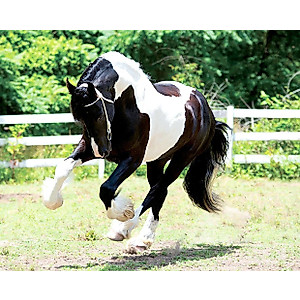 Breyer Horses Traditional Series Battleflield Angel-Ezra HP | Grand Champion in Dressage | Horse Toy Model | 13.5" x 10" | 1:9 Scale | Model #1865