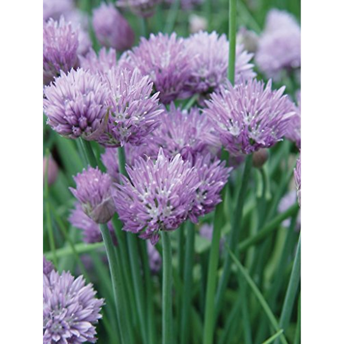 Burpee Common Chives Seeds 1000 seeds