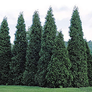 Thuja Plicata 'Green Giant' Arborvitae - 12 Live Quart Size Plants - Live Evergreen Privacy Tree