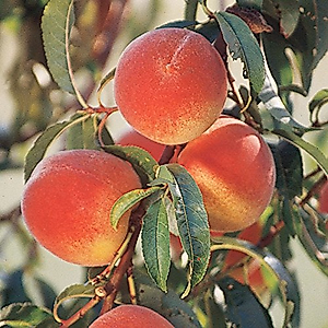 Pixies Gardens Elberta Peach Tree Live Plants Large, Yellow with a Red Blush. Yellow Flesh, Very Juicy, Good Flavor, Freestone (5 Gallon, Potted)