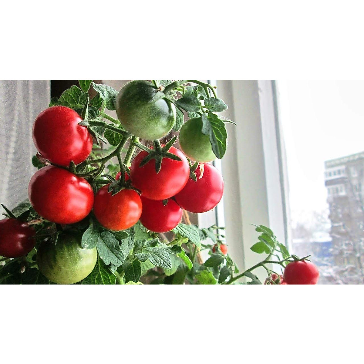 Dwarf Bush Cherry Tomatoes Seeds for Planting About 20 Seeds for Growing Indoors and Outdoors