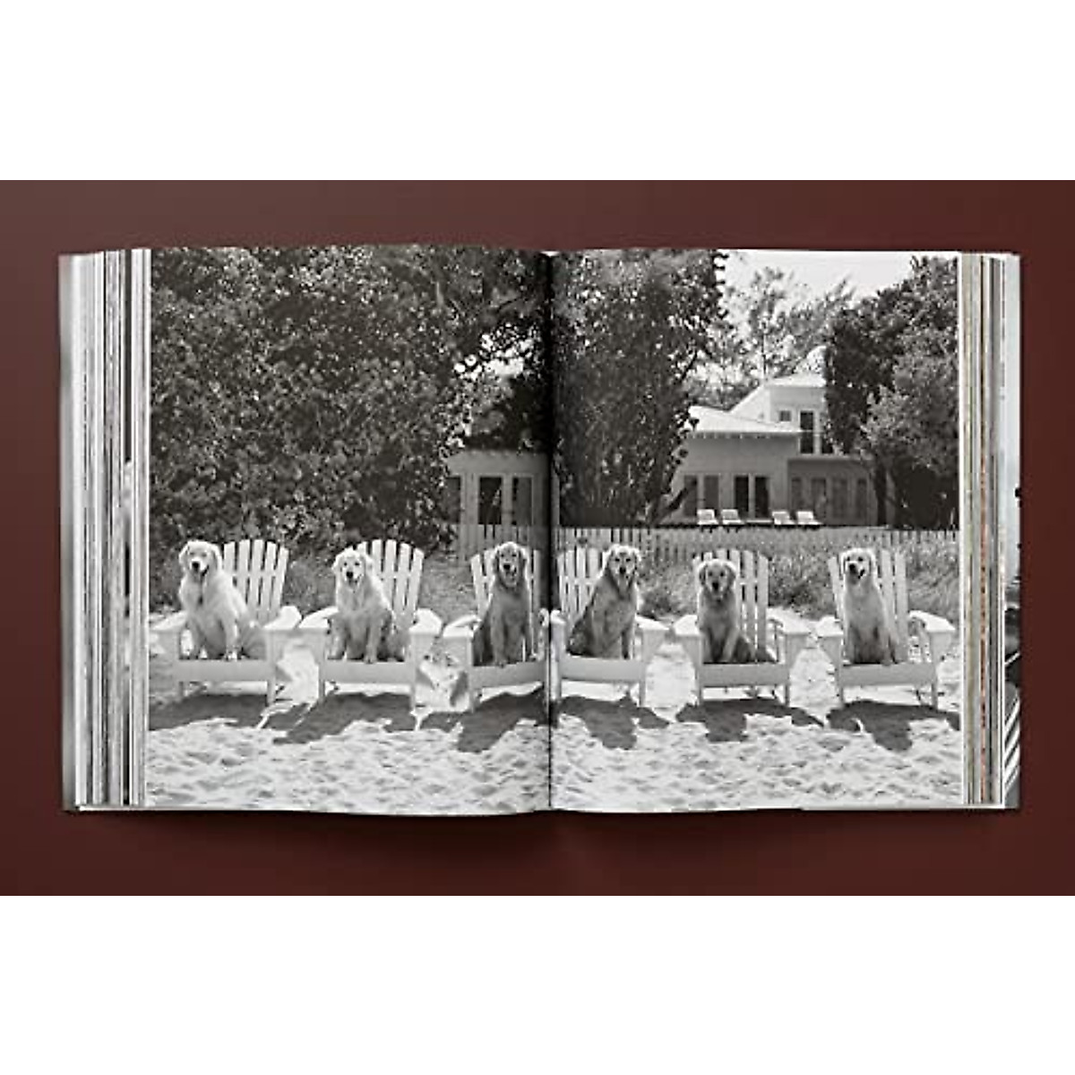 The Golden Retriever Photographic Society