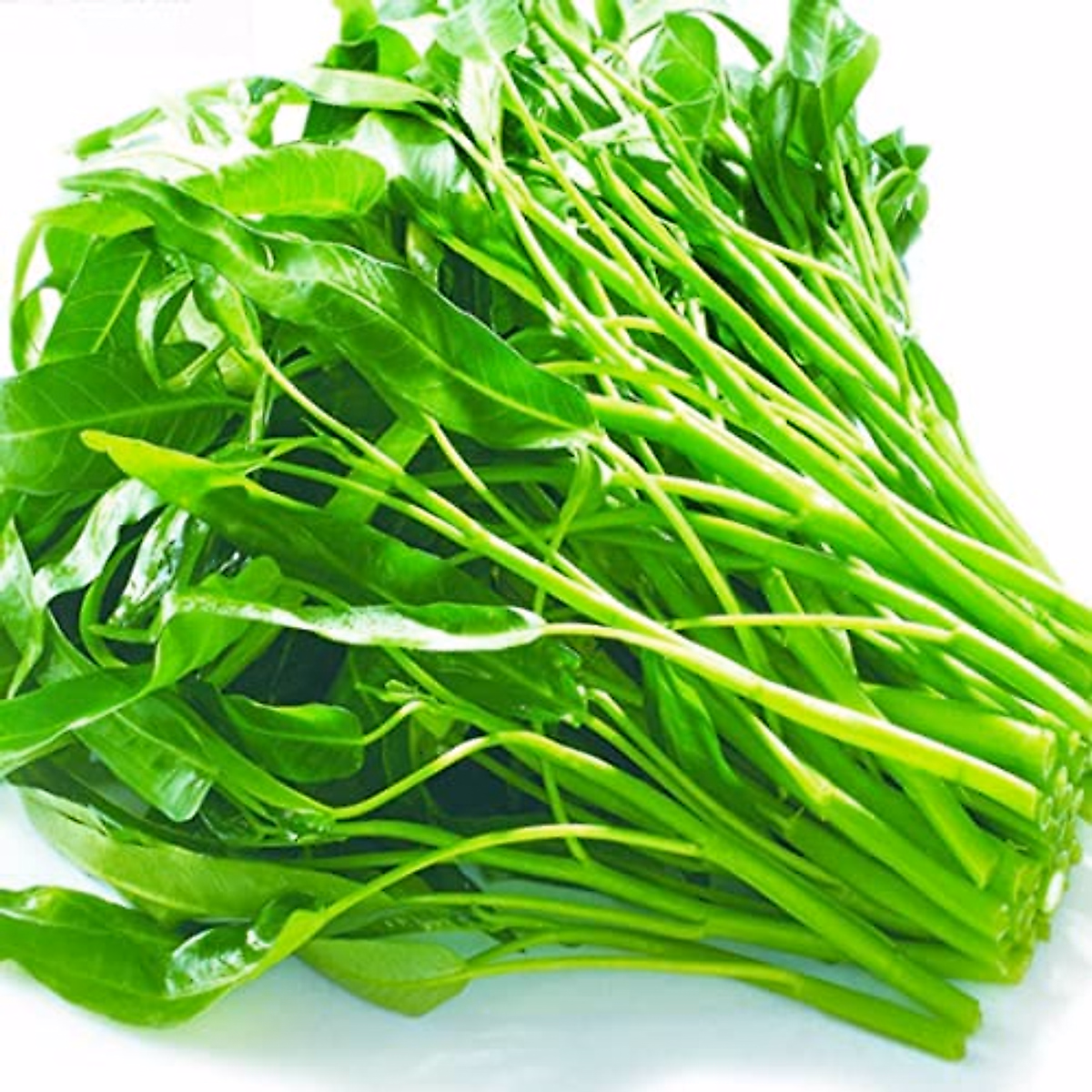 500+ Kangkong Seeds - Rau Muong- Kong Xin CAI- Ong Choy Seeds for Planting- Vegetable Seeds for Yard & Garden Made in USA | Non-GMO | Heirloom | Organic | 95% Germination Rate