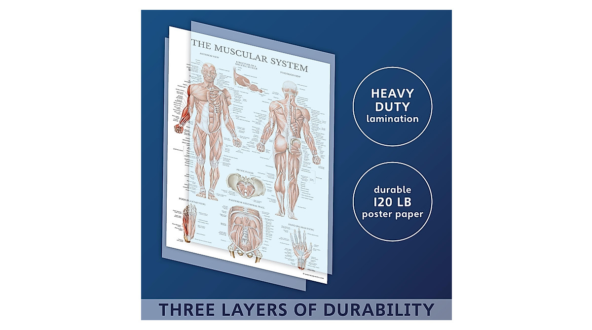 10 Pack Anatomical Poster Set - Laminated Charts