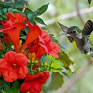 QAUZUY GARDEN- 20 Dark Red Hummingbird Trumpet Vine Seeds Hardy Striking Vine Plant for Garden and Outdoor Hummingbirds Love It