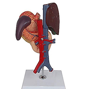 Educational Model, Assembly Educational Model Hepatopancreatic Duodenal Section Model Duodenal Anatomical Model Human Internal Organs Anatomical Model For Study Teaching Model For School,Education Te