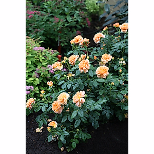Green Promise Farms ROSA `at Last` Shrub, 3-Size Container, Orange Flowers