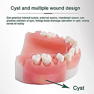 Teaching Model,Simulated Oral Suture Model Kits, Dental Suture Kit Medical Skin Suture Surgical Training Kit Chirurgical Surgical Practice Set Oral Doctors Dental Teachin