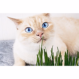 PET SUPPLEMENTS Sensitive Stomach cat Food - Digestive AID - for Cats - Advanced PROBIOTIC - CHEWABLE - Digestive enzymes Cats - 3 Bottle (180 Chews)