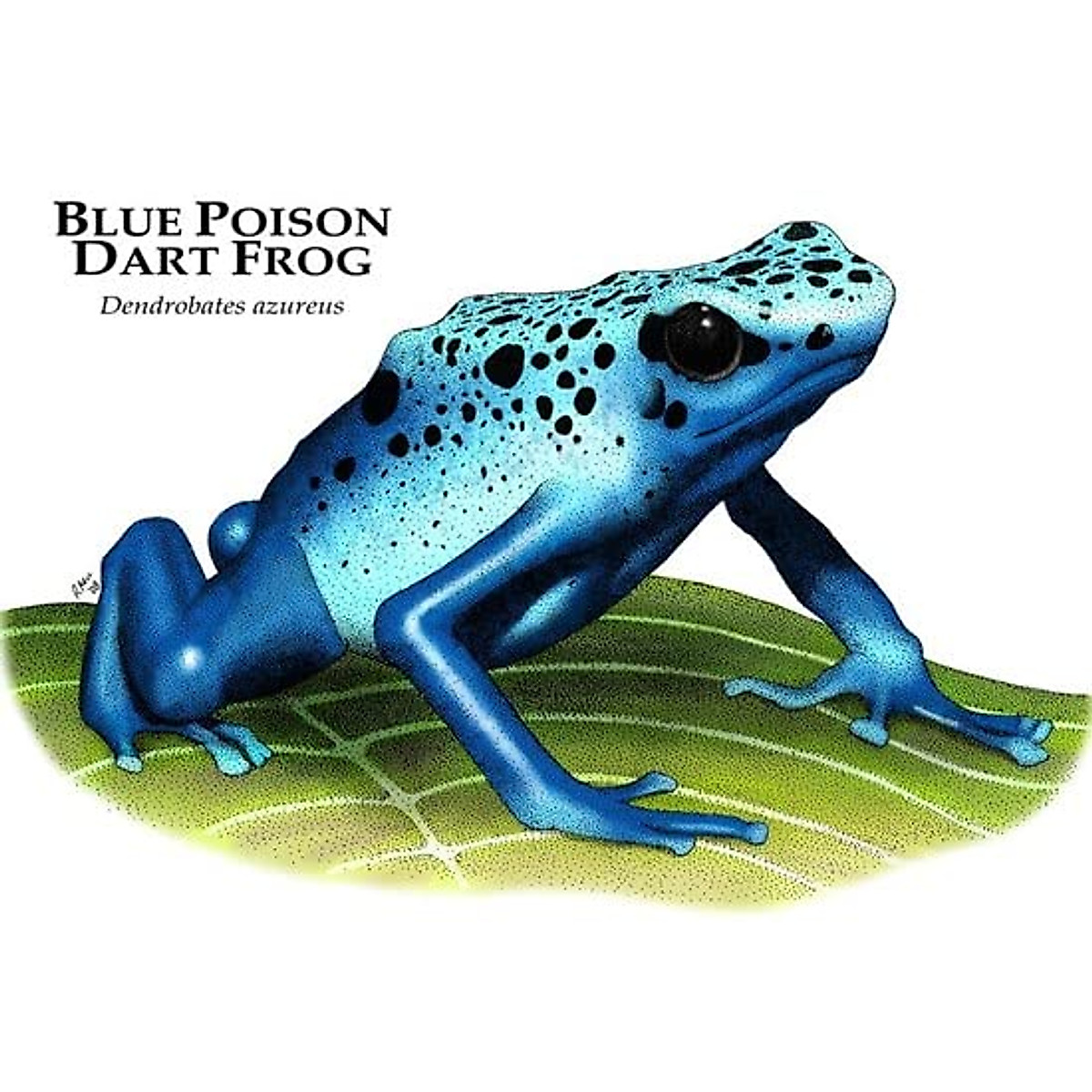 CafePress Blue Poison Dart Frog Mug Ceramic Coffee Mug, Tea Cup 11 oz
