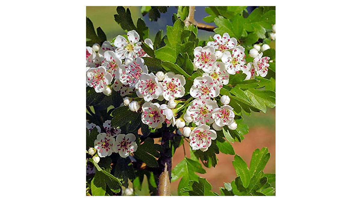 Buy English Hawthorn Tree - Beautiful Spring Blooms & Edible Fruits