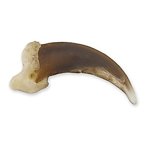Real Coyote Claw