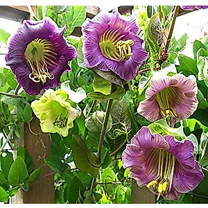 Seeds Cathedral Bellx Mix Cup and Saucer Vine (Cobea) Flowers Beautiful Hanging Annual Garden for Planting Non GMO