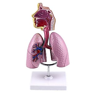 KINOFU Human Respiratory System Model -Removable Human Organ Model -Human Internal Organs Nasopharyngeal Anatomy Respiratory Lung Structure Teaching Model Teaching Aids