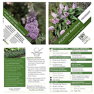 Proven Winner Pugster Amethyst 2 Gal. Buddleia, Purple Blooms