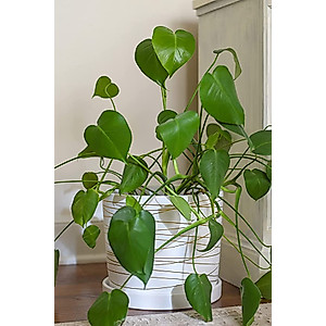 Willowy Matte White Ceramic Pot Saucer - Drainage Tray for 9, 10, 11, 12 Inch Planters + More Sizes