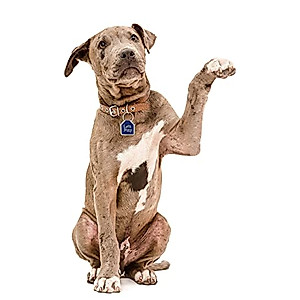 The Tag Bag - Dog Tag Silencer (Lets Play/Blue)