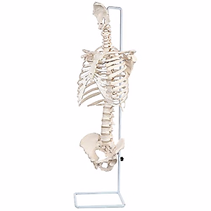 Axis Scientific Human Rib Cage Anatomy Model: Life Size Vertebral Column with Complete Vertebrae, Cast from Real Human Bones, Includes Detailed Study Guide, Base Stand