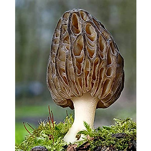 100pcs Seeds Morel Black Mushroom Mycelium Spawn Grow Bonsai Dried Spores for Planting Non GMO