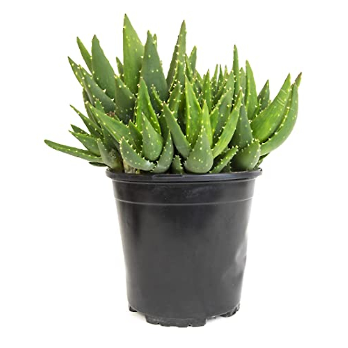 Succulents Plants Live Indoor Plants, Aloe Nobilis Plants Live Houseplants, Live Succulents Live Plants Indoor Succulent Plants, Indoor Plant Real Succulents Plants House Plants by Plants for Pets