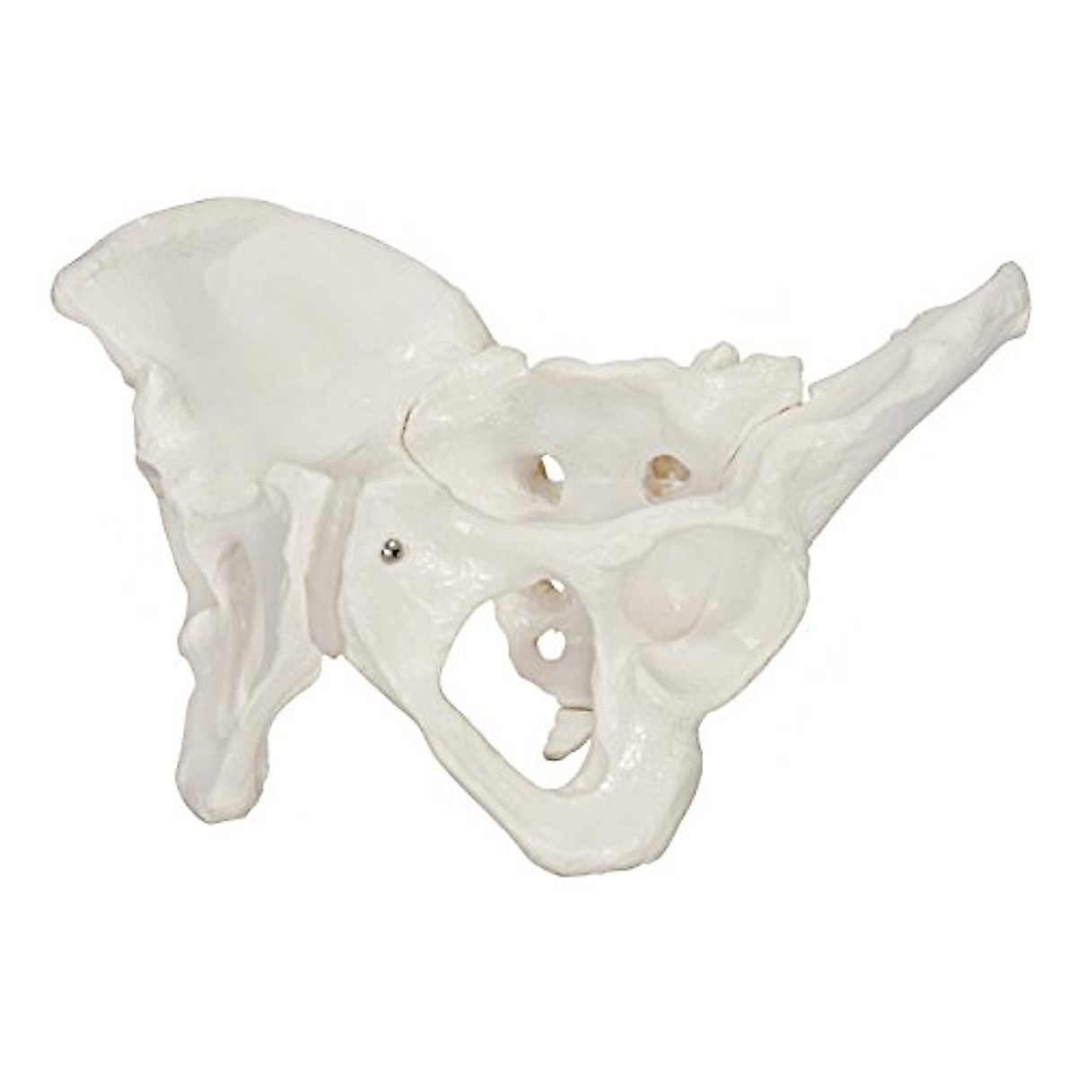 Axis Scientific Skeletal Model of The Female Pelvis | Cast from a Real Human Pelvis Skeleton | Life Size Model Shows Important Anatomy of The Pelvic Region | Includes Product Manual