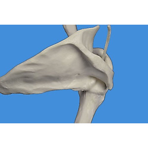 Wellden Product Anatomical Human Upper Limb Skeleton Model, Life Size