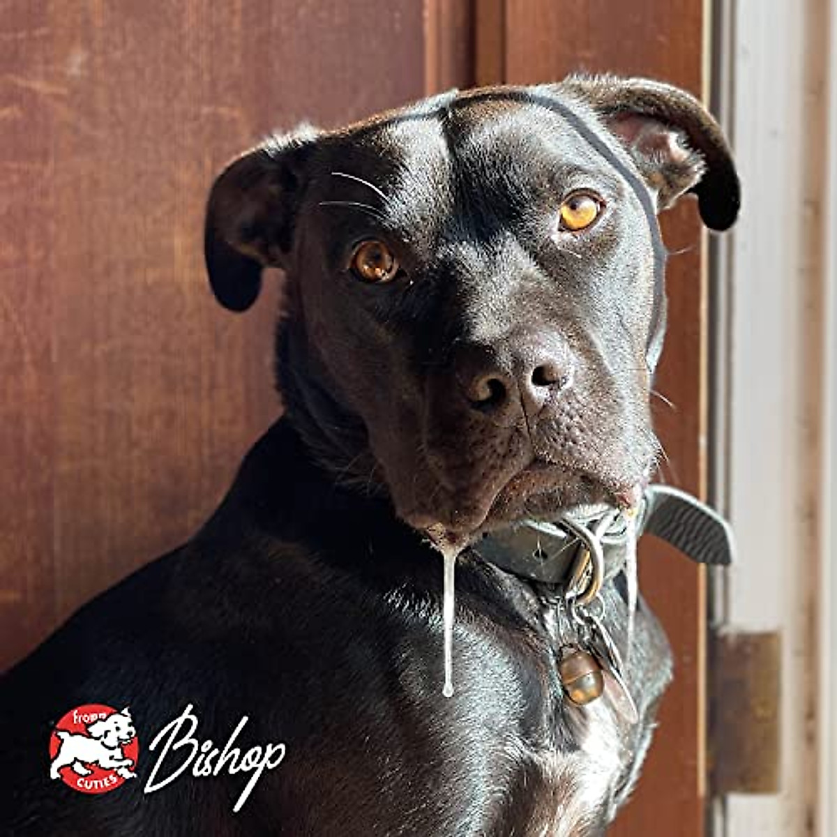 Fromm Family Remedies Chicken Formula Canned Wet Dog Food, 12.2 oz (12 in case)