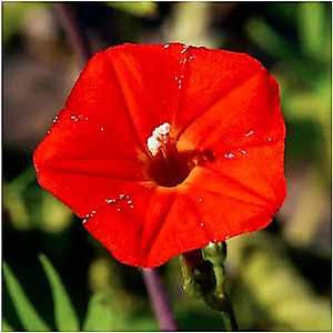 Seed Needs, Cardinal Climber Seeds - 100 Heirloom Seeds for Planting Ipomea Quamoclit - Open Pollinated & Untreated, Attracts Pollinators (2 Packs)