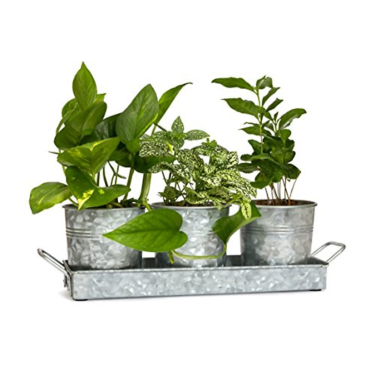 WH Farmhouse Herb Pot Set with Tray - Rustic Metal Planters