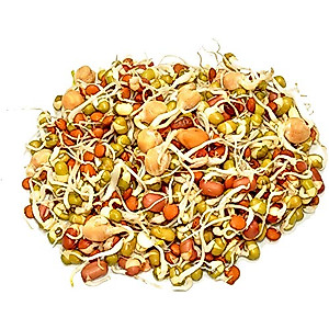 Handy Pantry Organic 5-Part Salad Sprouting Mix - 16 oz