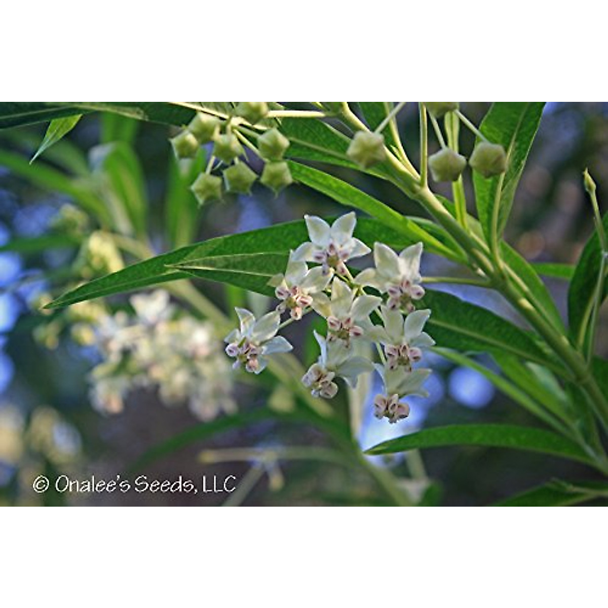 Butterfly Milk Weed Balloon Plant, Butterfly Garden, Butterfly Weed, Hairy Balls, Fur Balls, Cotton-Bush, Oscar, Giant Swan Milkweed, Asclepias Physoca (24+ Seeds) Grown in and Shipped from The USA.