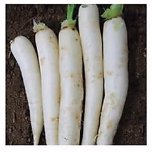 Large Radishing Collection-(1) 50pk Daikon, (1) 50pk Cherry Belle,(1) 50pk Sparkler White Tip, (1) 50pk Rambo, (1) 50pk Black Spanish Round, (1) 50pk Hailstone White, (1) French Breakfast Radish Seeds