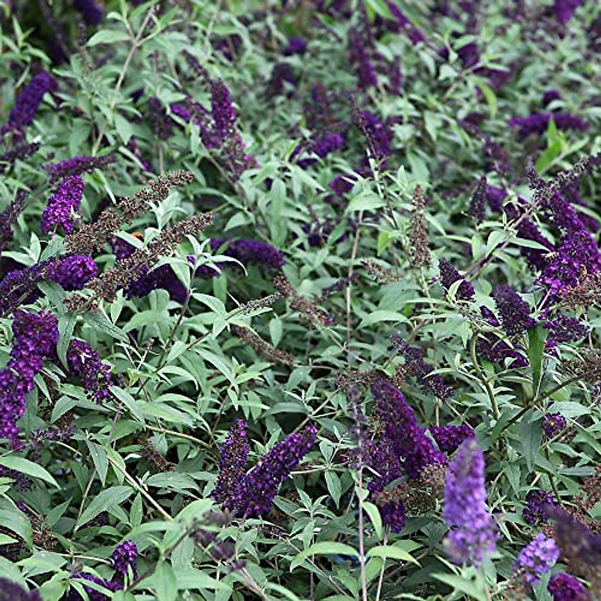 CHUXAY GARDEN 50 Seeds Buddleja Davidii 'Black Knight',Purple Butterfly ...