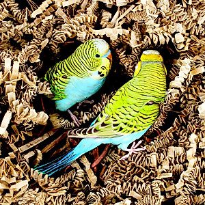 Mighty Gadget 1 LB Kraft Crinkle Cut Paper Shred Filler for Gift Wrapping & Basket Filling