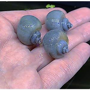 Shore Aquatic LLC Mystery Snail Blue 3PK (Pomacea Bridgesii) Mix Colored Pack with Java Moss - Live Freshwater Snails Insulated Priority Mail