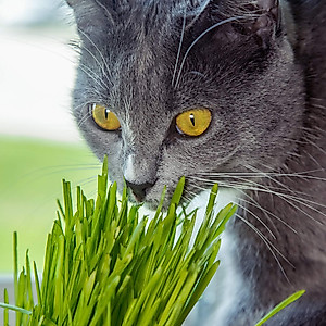 Organic Cat Grass Seed Blend for Planting - 12 oz. Handy Pantry Brand - A Healthy Mix of Organic Wheatgrass Seeds, Barley, Oats, and Rye Seeds - Non-GMO Wheatgrass Seeds for Pets