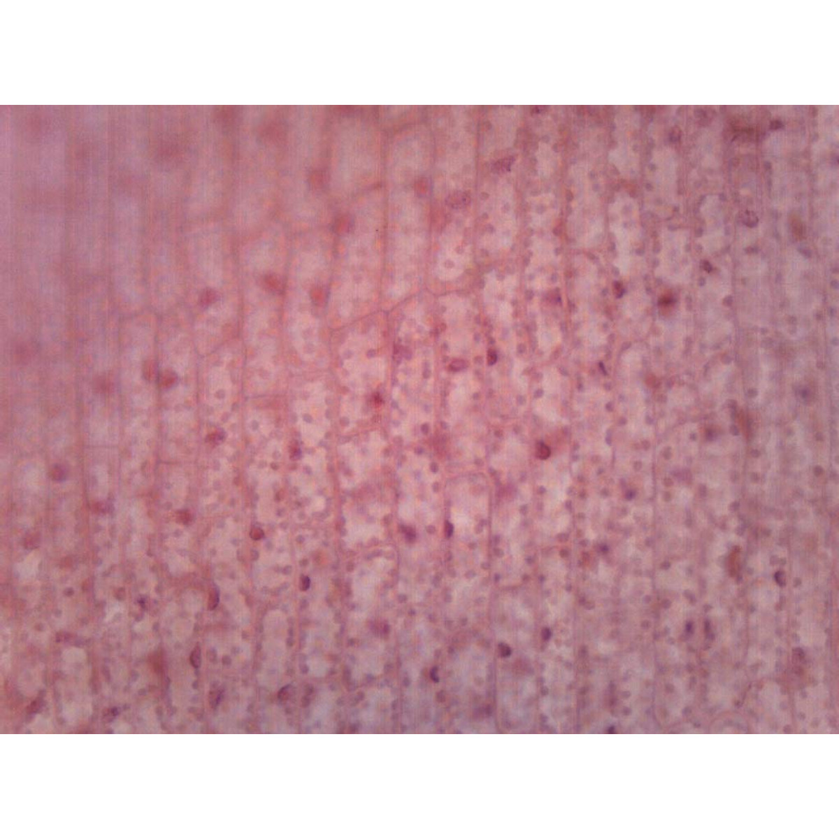 EISCO 10PK Chloroplasts - Prepared Microscope Slides - Classroom Pack, 10 Slides in Storage Case - Biology & Microscopy